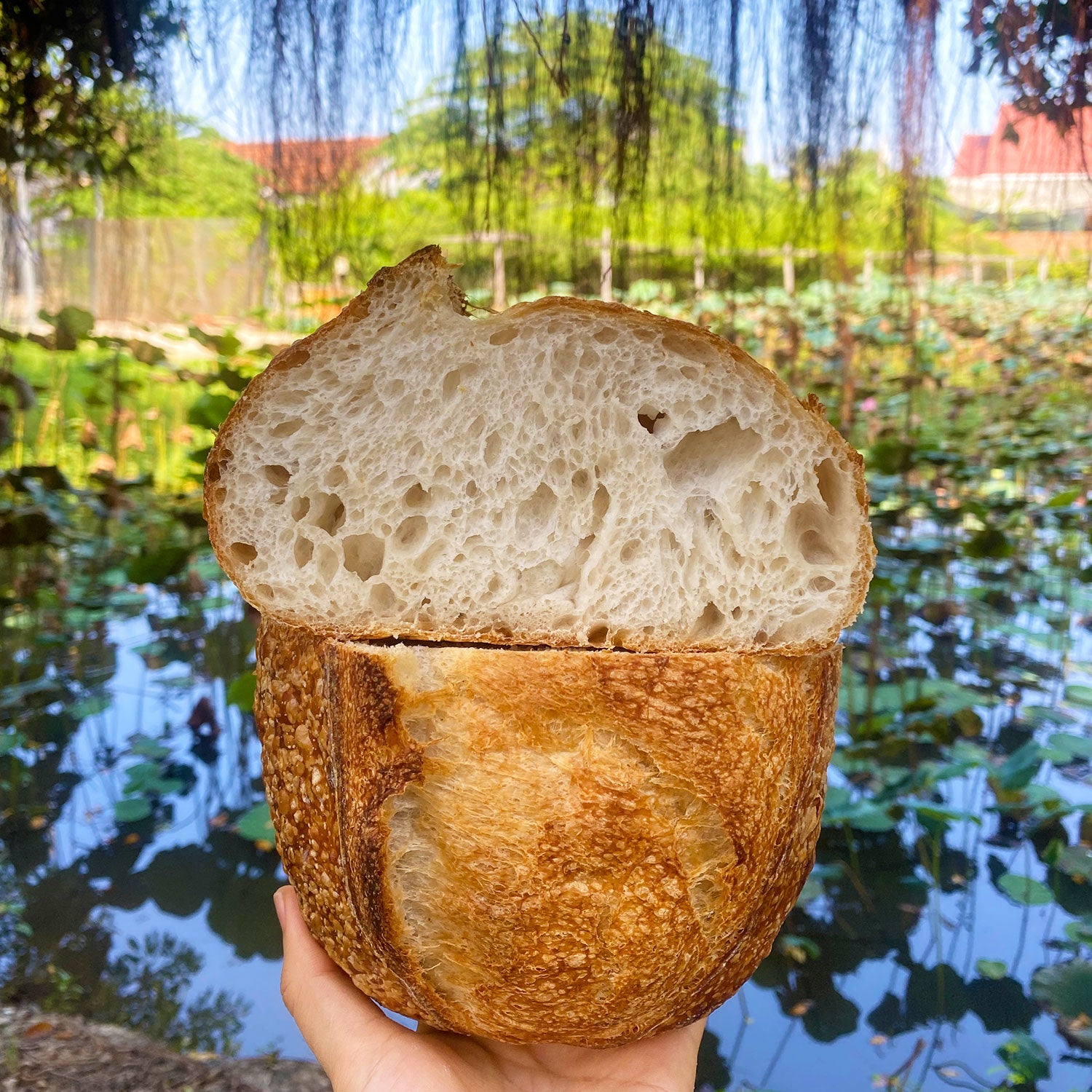 Sourdough Bread - Country Batard – Daissy Whole Foods